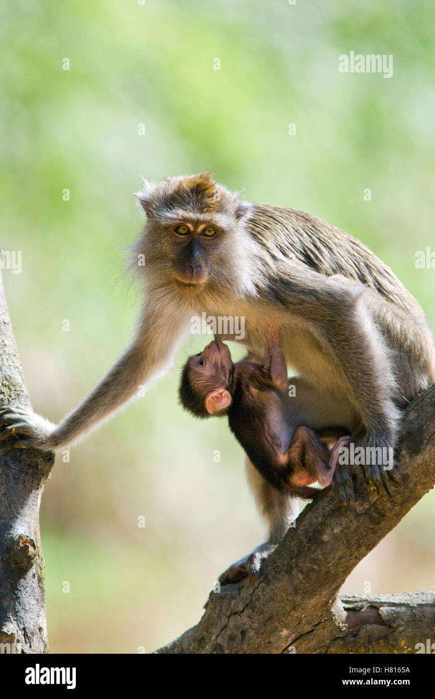 Long-tailed Macaque (Macaca fascicularis) infant nursing, Kinabatangan ...