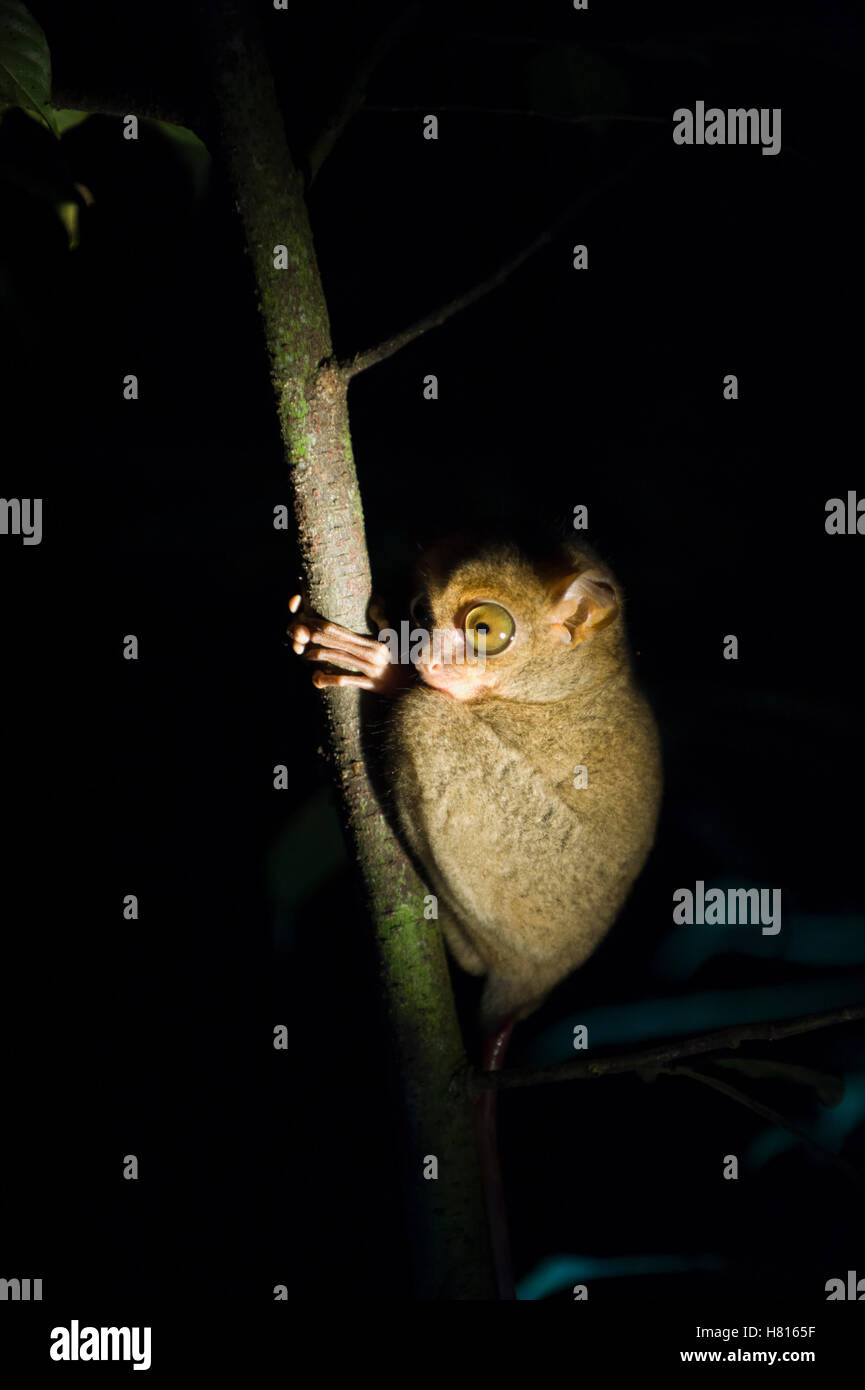 Western Tarsier (Tarsius bancanus) at night, Danum Valley Conservation ...