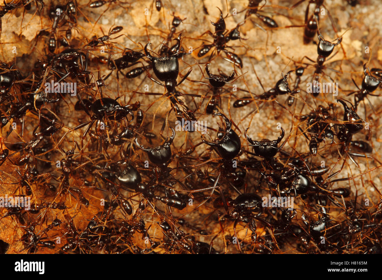 Safari Ant (Dorylus sp) soldiers protecting worker ants, Bateke Plateau ...
