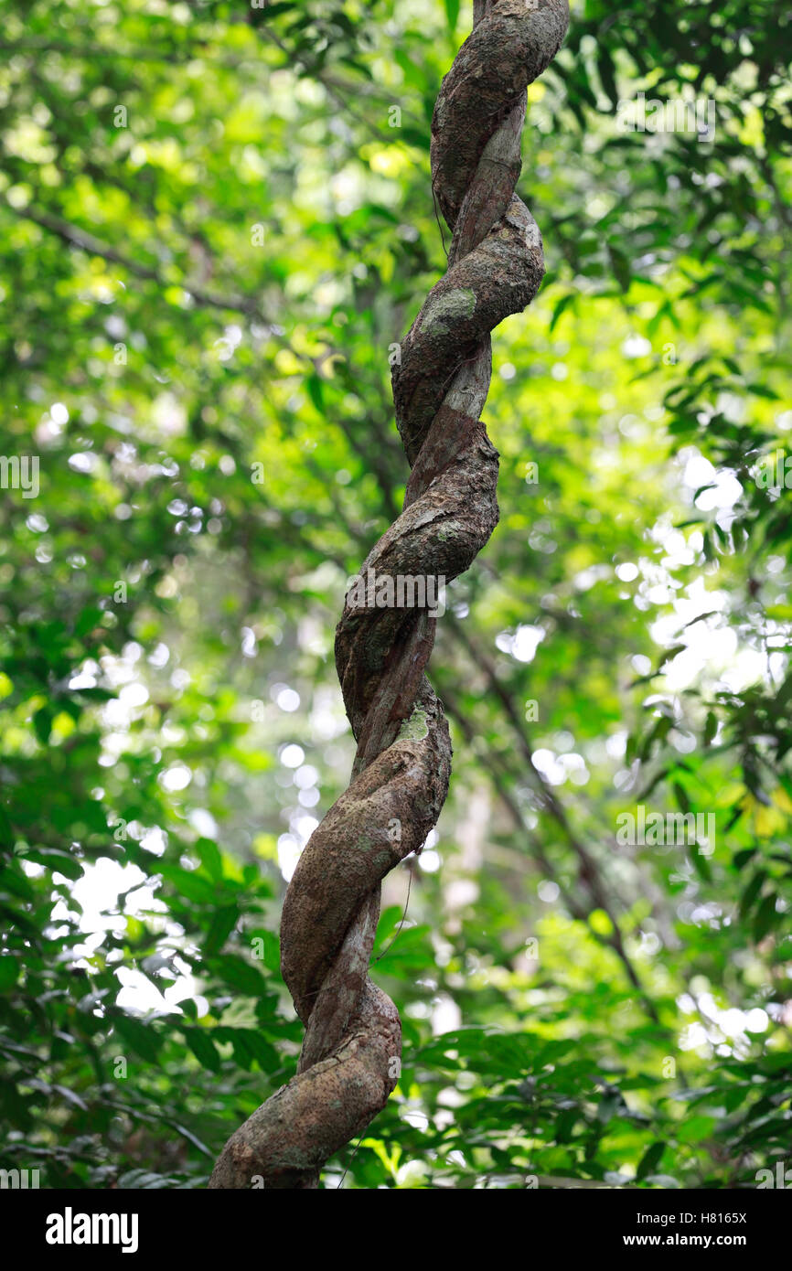 Vine wrapping around host in rainforest, Bateke Plateau National Park ...