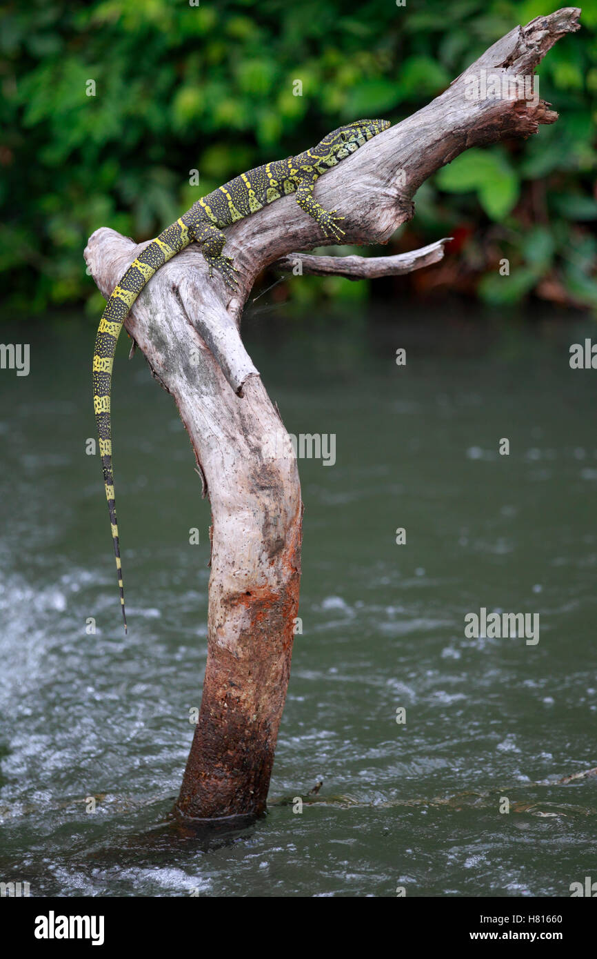 Ornate Monitor (Varanus ornatus) lizard basking in middle of river ...