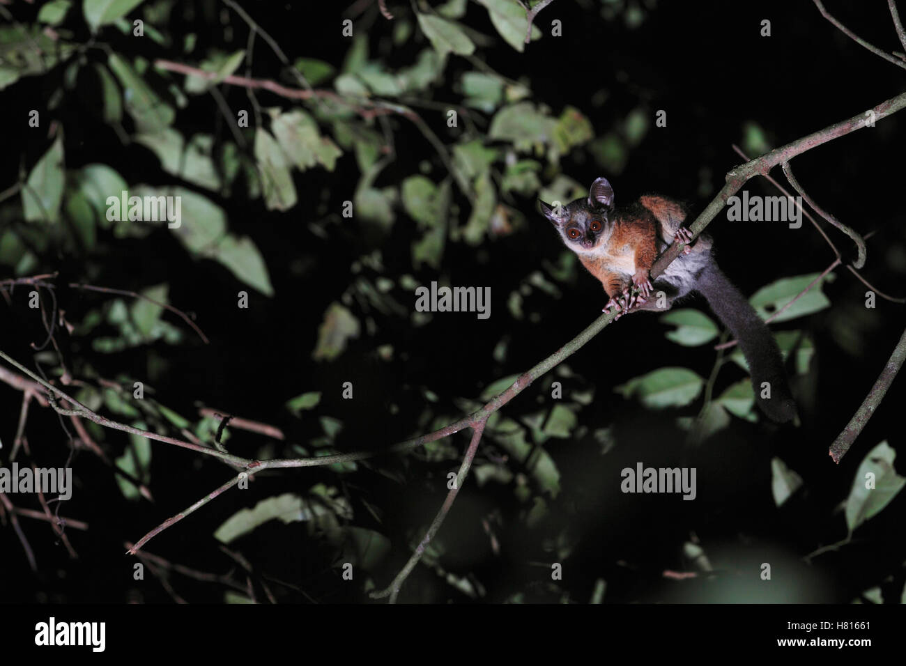 Allen's Bushbaby (Galago alleni) in tree at night, Bateke Plateau ...