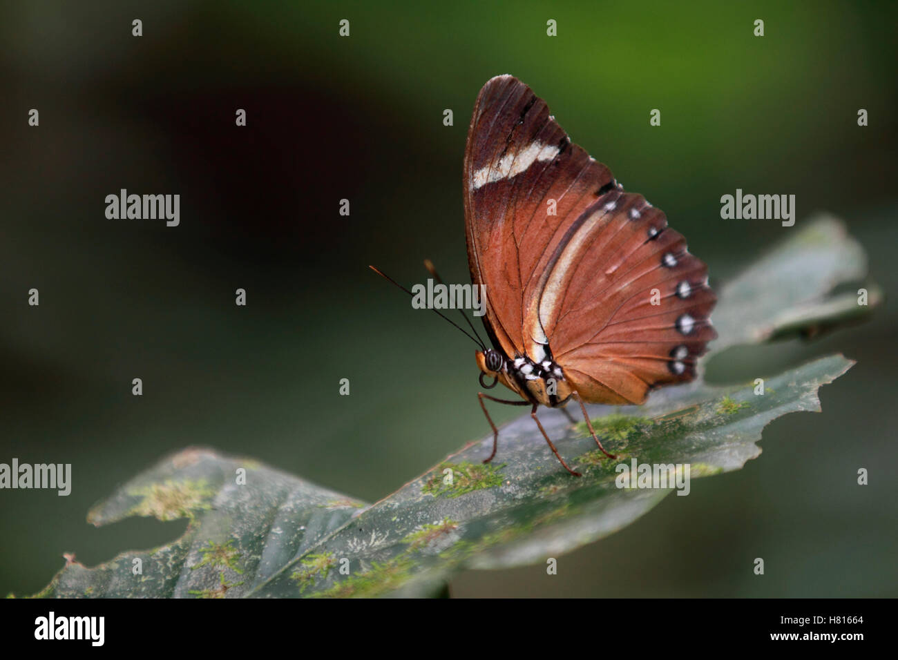Nymphalid Butterfly (Nymphalidae) in gallery forest, Bateke Plateau ...