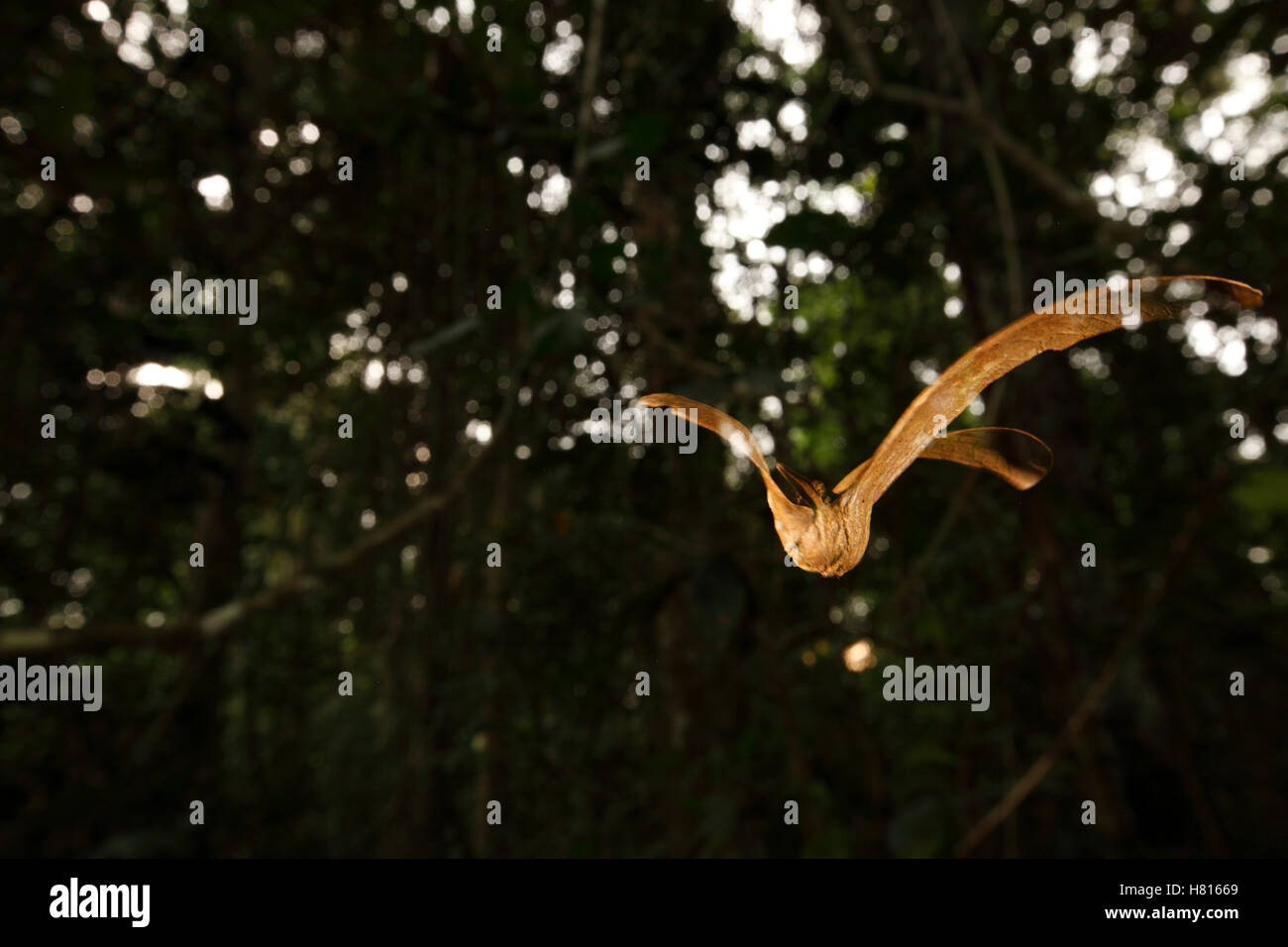 Seed falling down in rainforest, Bateke Plateau National Park, Gabon ...