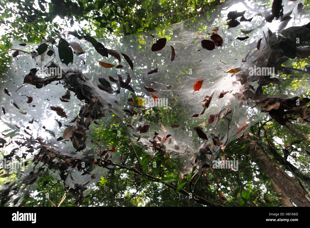 Funnel Weaver Spider (Agelena sp) communal web, Bateke Plateau National ...
