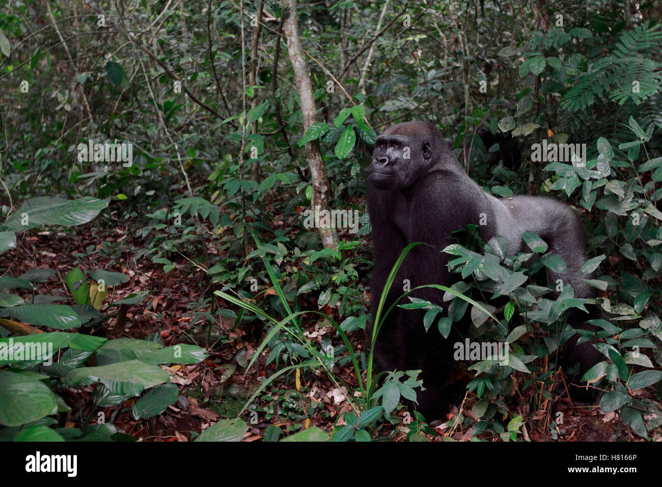 Western Lowland Gorilla (Gorilla gorilla gorilla) fifteen year old ...