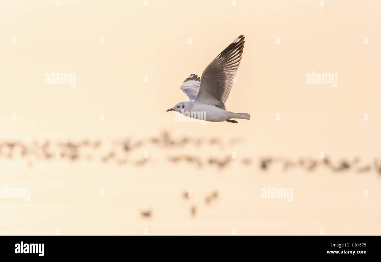 Seagull flying over blurry orange water from sunrise having group of ...