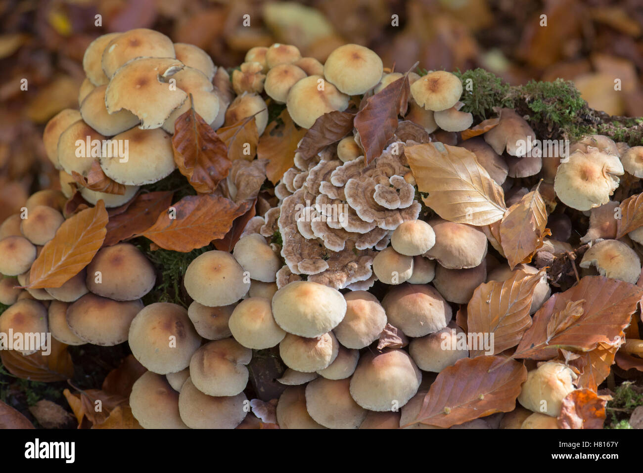 Sulphur tuft (Hypholoma fasciculare) and Turkey tail (Trametes coriolus ...