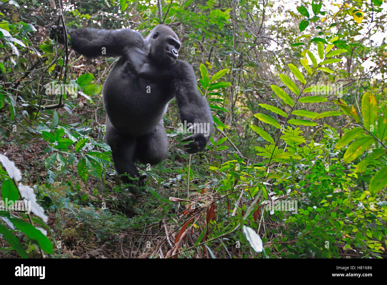 Western Lowland Gorilla (Gorilla gorilla gorilla) fifteen year old silverback charging to ...