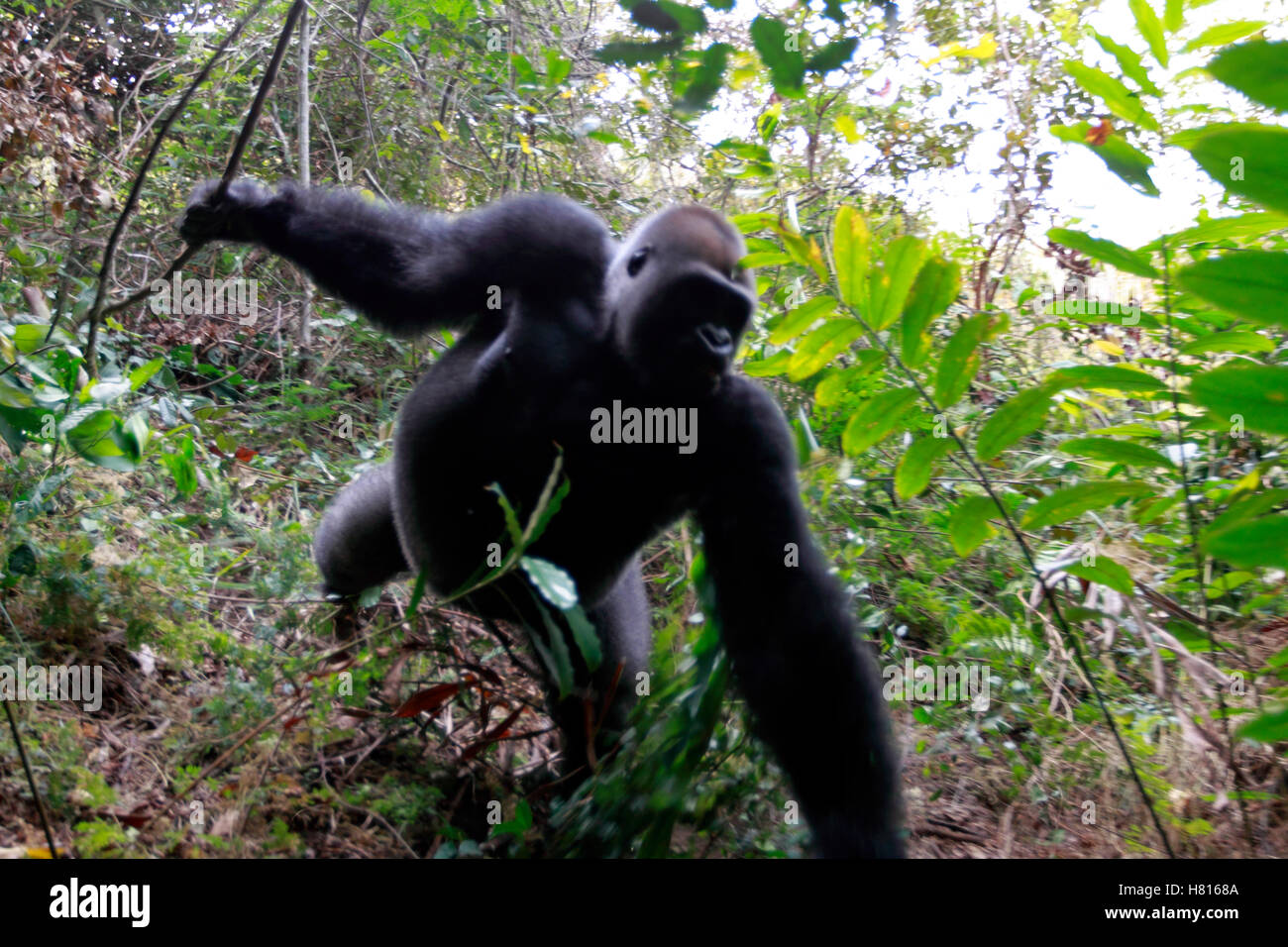 Western Lowland Gorilla (Gorilla gorilla gorilla) fifteen year old silverback charging to ...