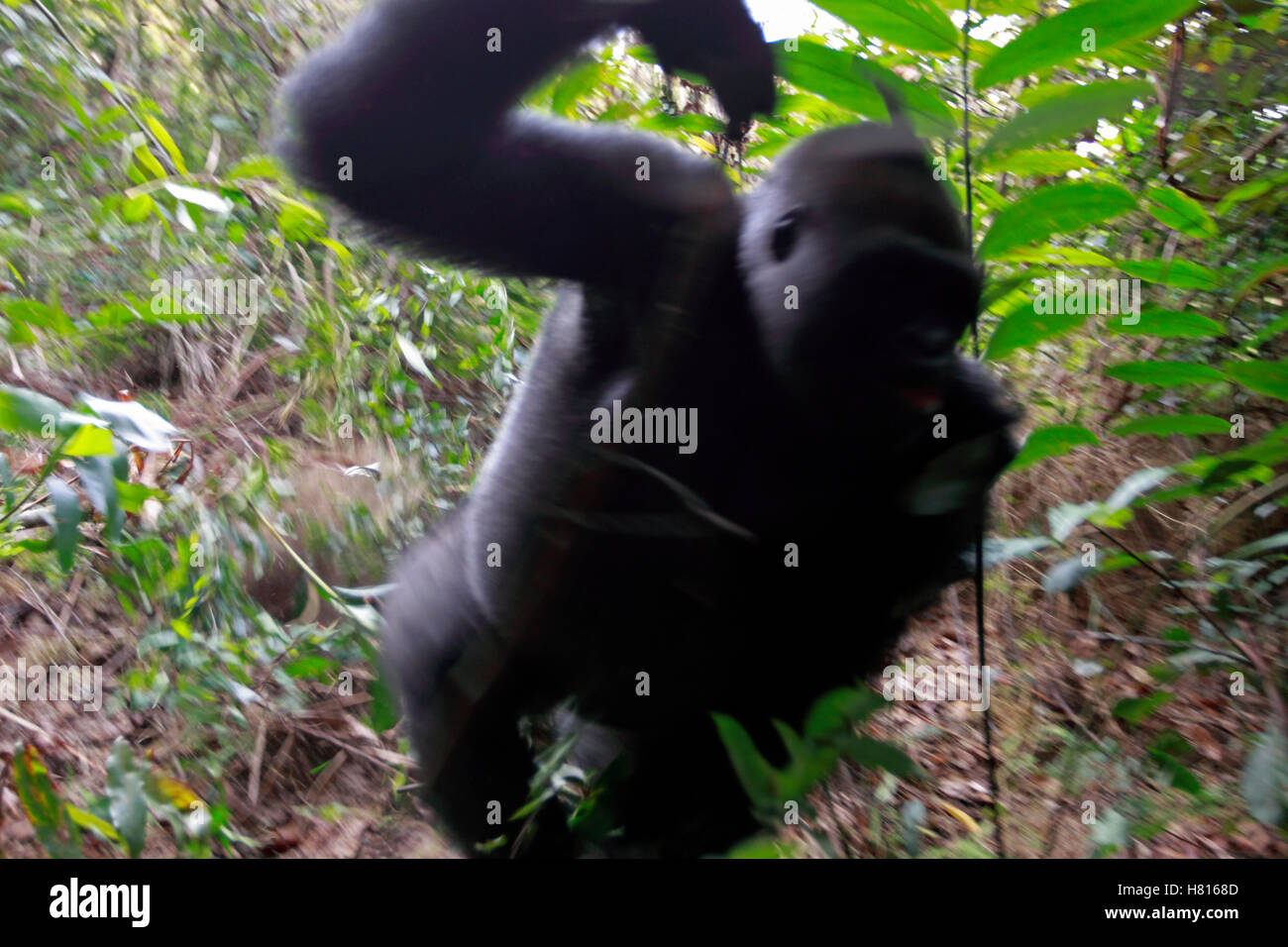 Western Lowland Gorilla (Gorilla gorilla gorilla) fifteen year old silverback charging to ...