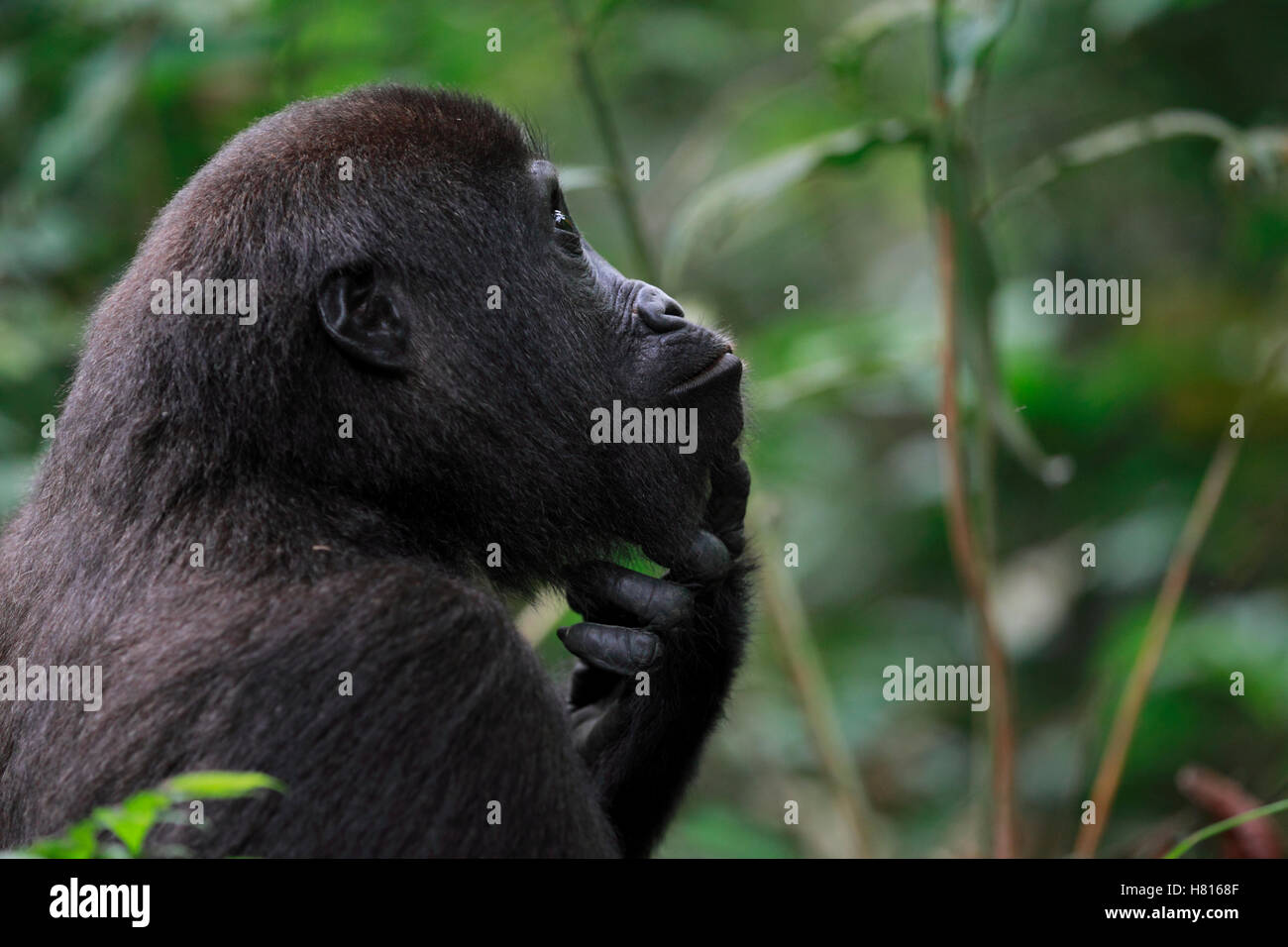 Western Lowland Gorilla (Gorilla gorilla gorilla) five year old orphan ...