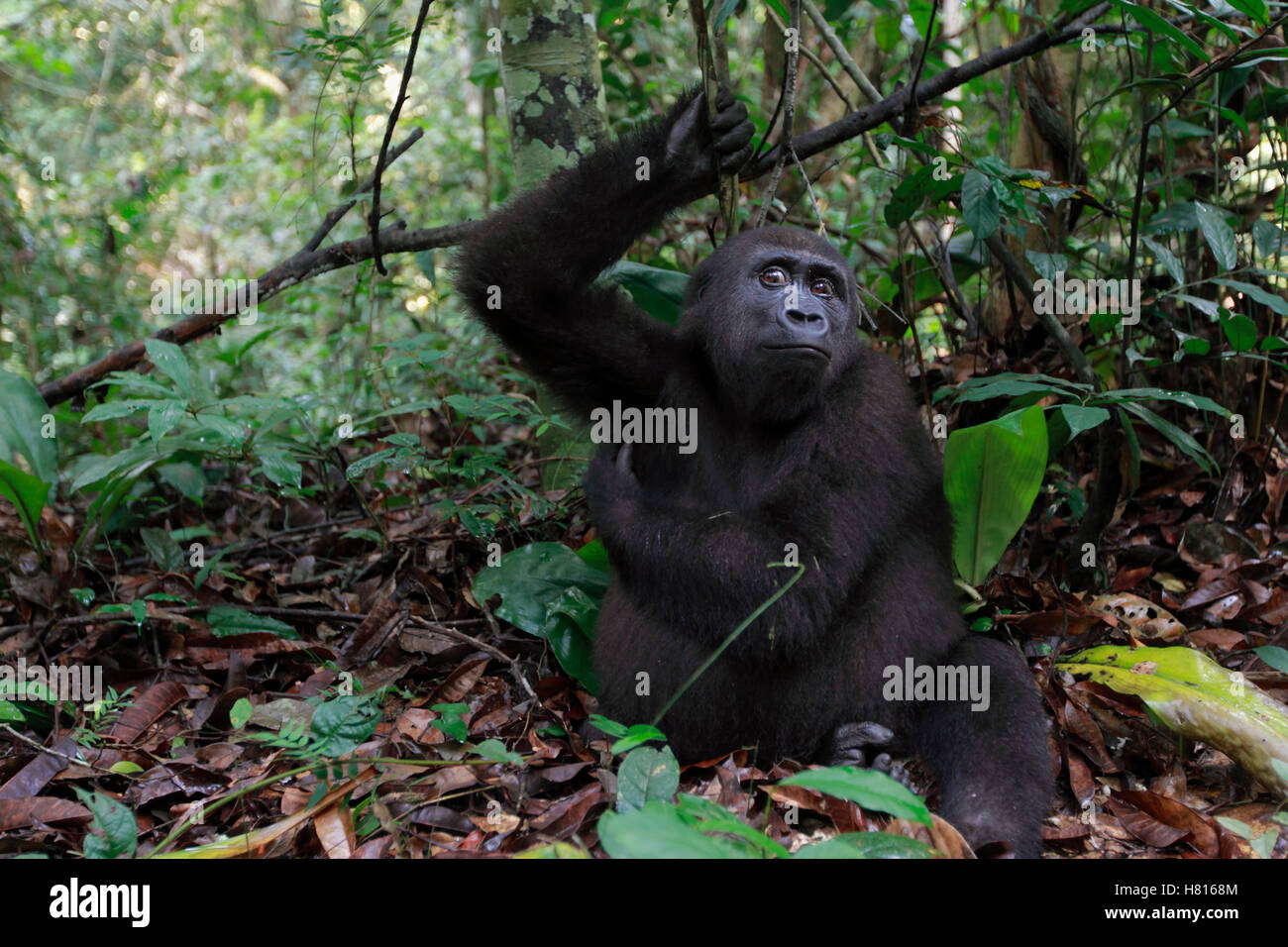 Western Lowland Gorilla (Gorilla gorilla gorilla) five year old orphan ...