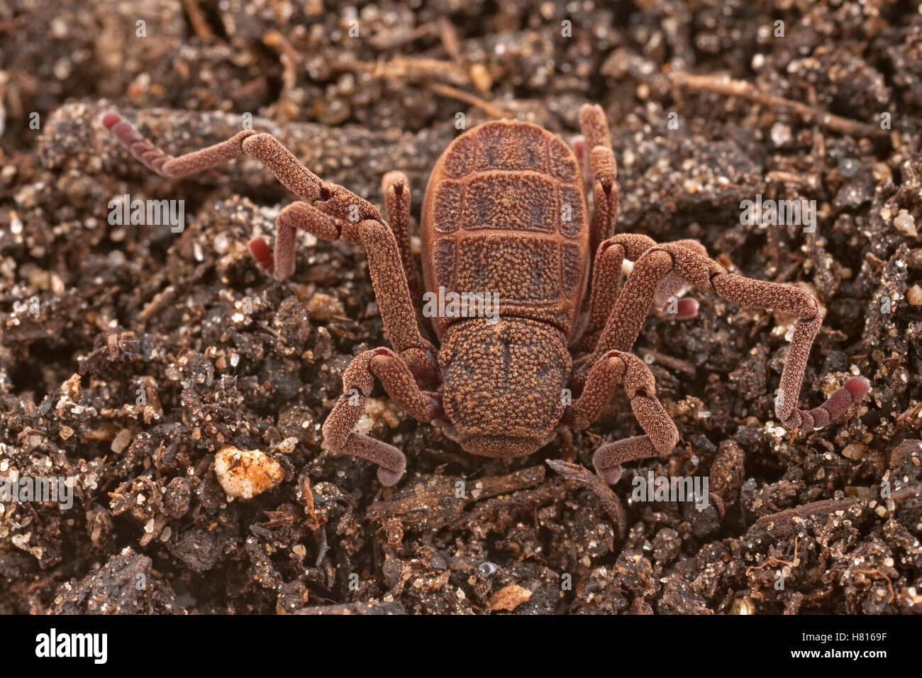 Atewa Hooded Spider (Ricinoides atewa) female, Ghana Stock Photo - Alamy