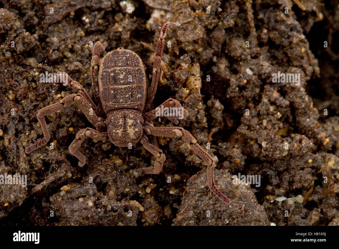 Atewa Hooded Spider (Ricinoides atewa) female camouflaged on soil ...