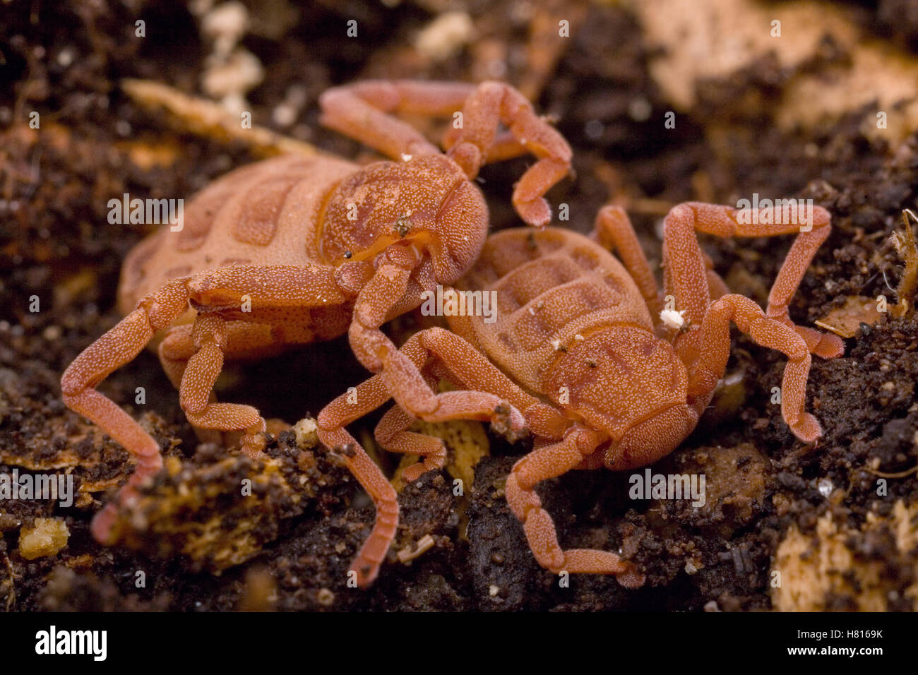 Atewa Hooded Spider (Ricinoides atewa) juvenile pair, Ghana Stock Photo ...