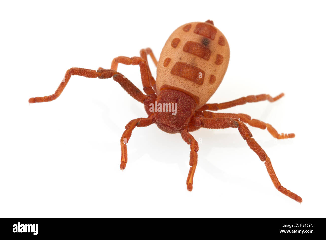 Atewa Hooded Spider (Ricinoides atewa) juvenile, Ghana Stock Photo - Alamy