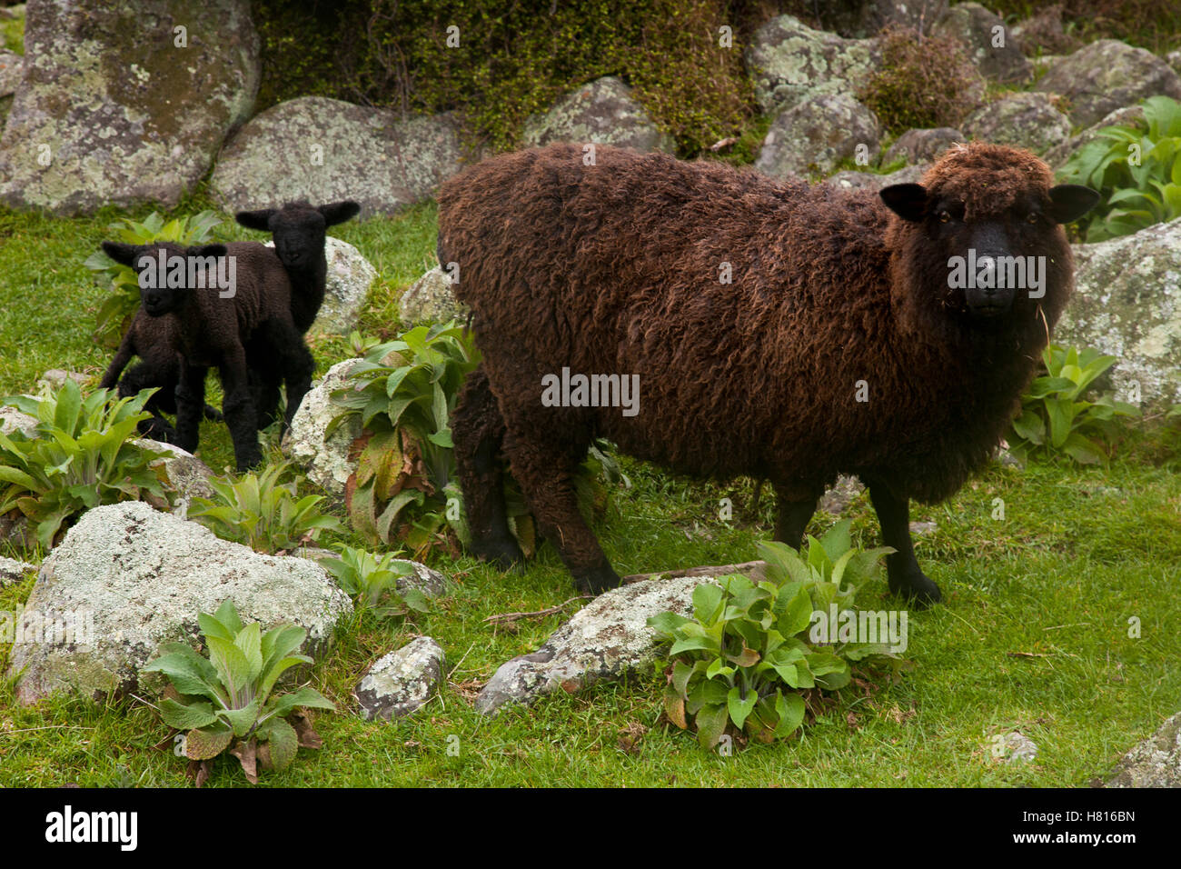 Domestic Sheep (Ovis aries) and twin lambs, Flea Bay, Banks Peninsula ...