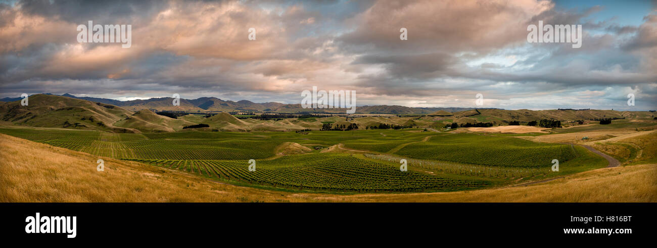 Vineyards in summer at dawn, Awatere Valley, Marlborough, New Zealand ...