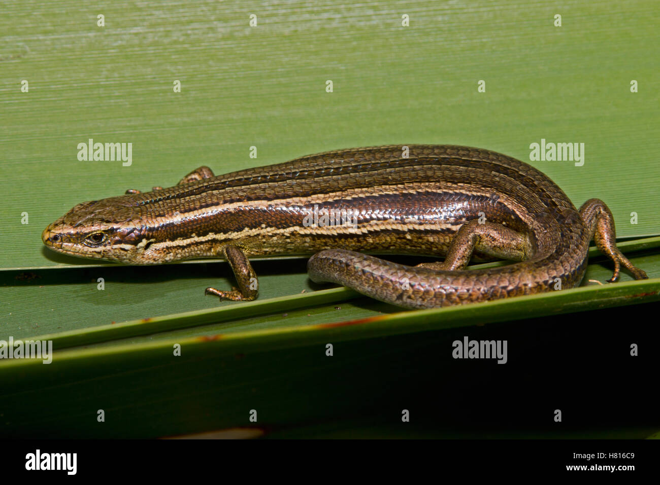 Common New Zealand Skink (Oligosoma nigriplantare), Karori Wildlife ...