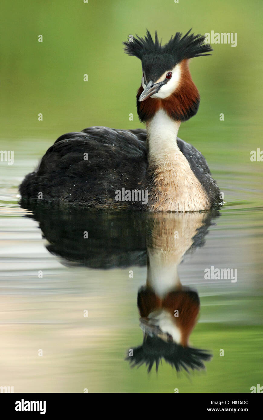 Great Crested Grebe (Podiceps cristatus) in breeding plumage, Lake ...