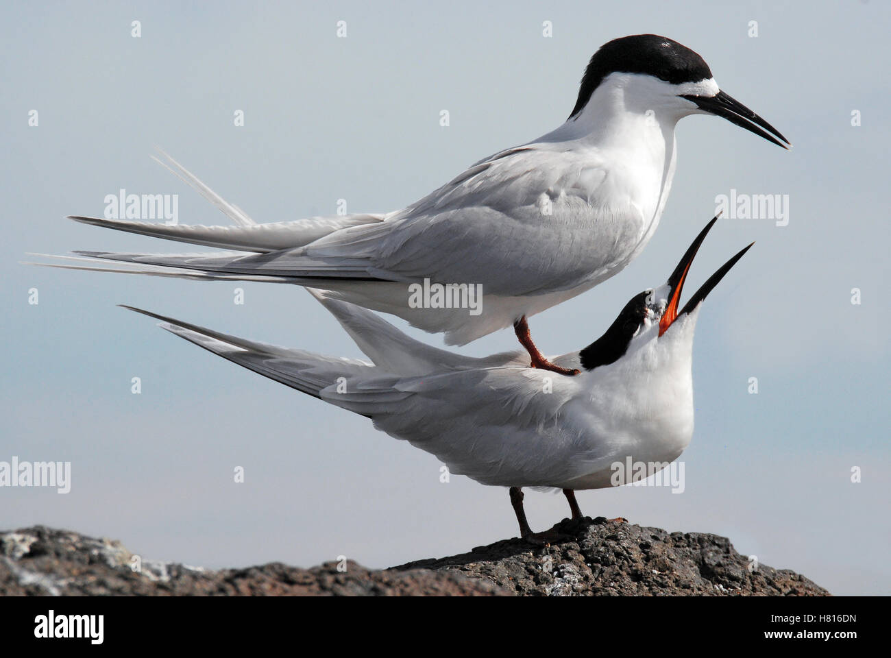 White-fronted Tern (Sterna striata) pair mating, Avon Heathcote Estuary ...