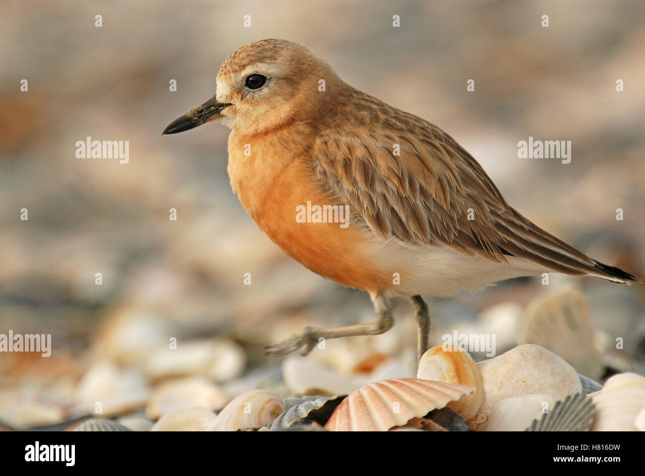 Red-breasted Plover (Charadrius obscurus) walking amongst shells, Omaha ...