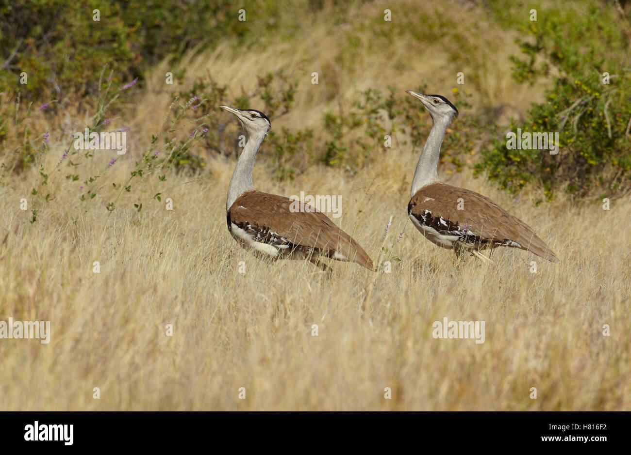 Australian Bustard (Ardeotis australis) pair walking through grass ...