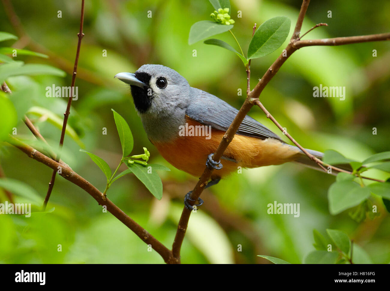 Black-faced Monarch (Monarcha melanopsis) in rainforest, Malanda ...
