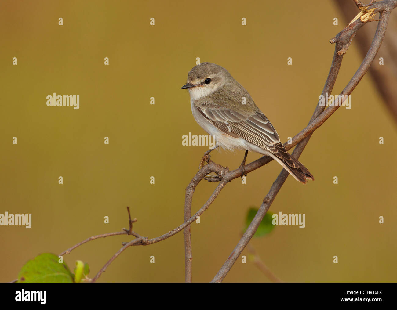 Jacky Winter (Microeca fascinans), Flat Creek Station, Georgetown ...