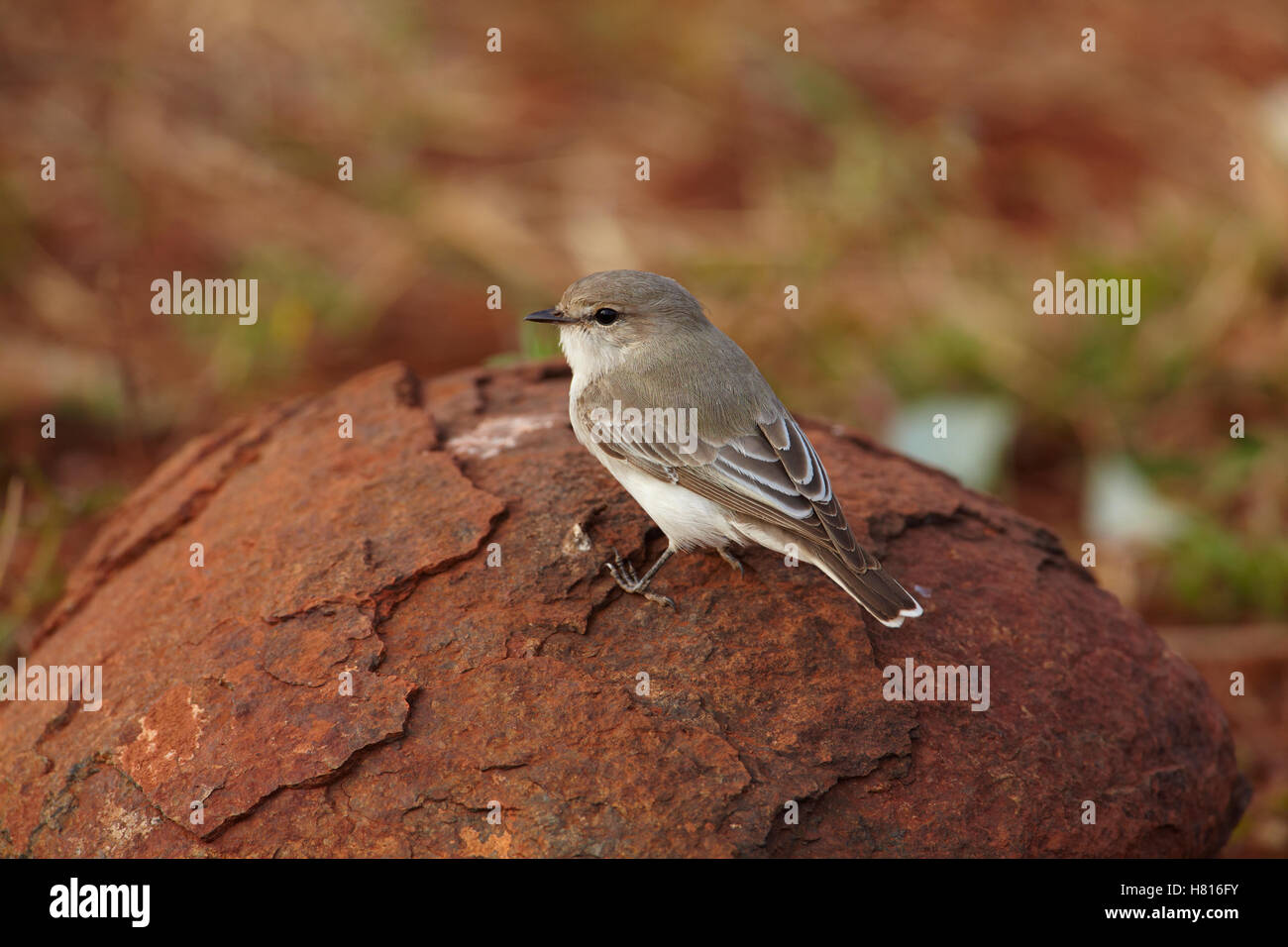 Jacky Winter (Microeca fascinans), Flat Creek Station, Georgetown ...