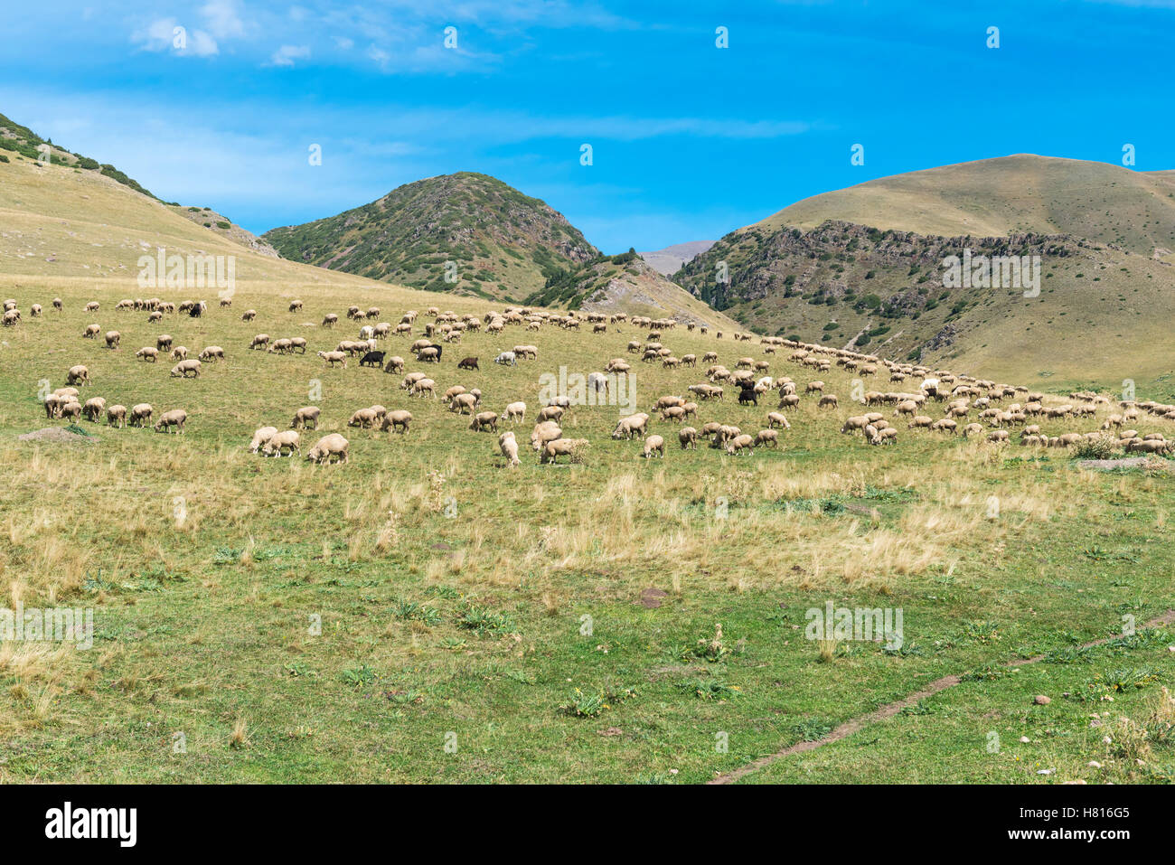 Tien shan mountains sheep hi-res stock photography and images - Alamy