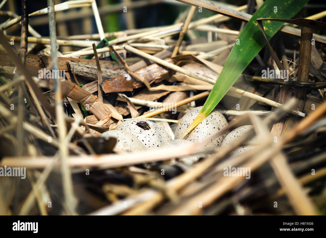 Spring hatching chick hi-res stock photography and images - Alamy