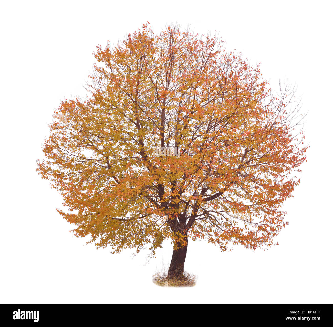 autumn red tree with white background and meadow Stock Photo - Alamy