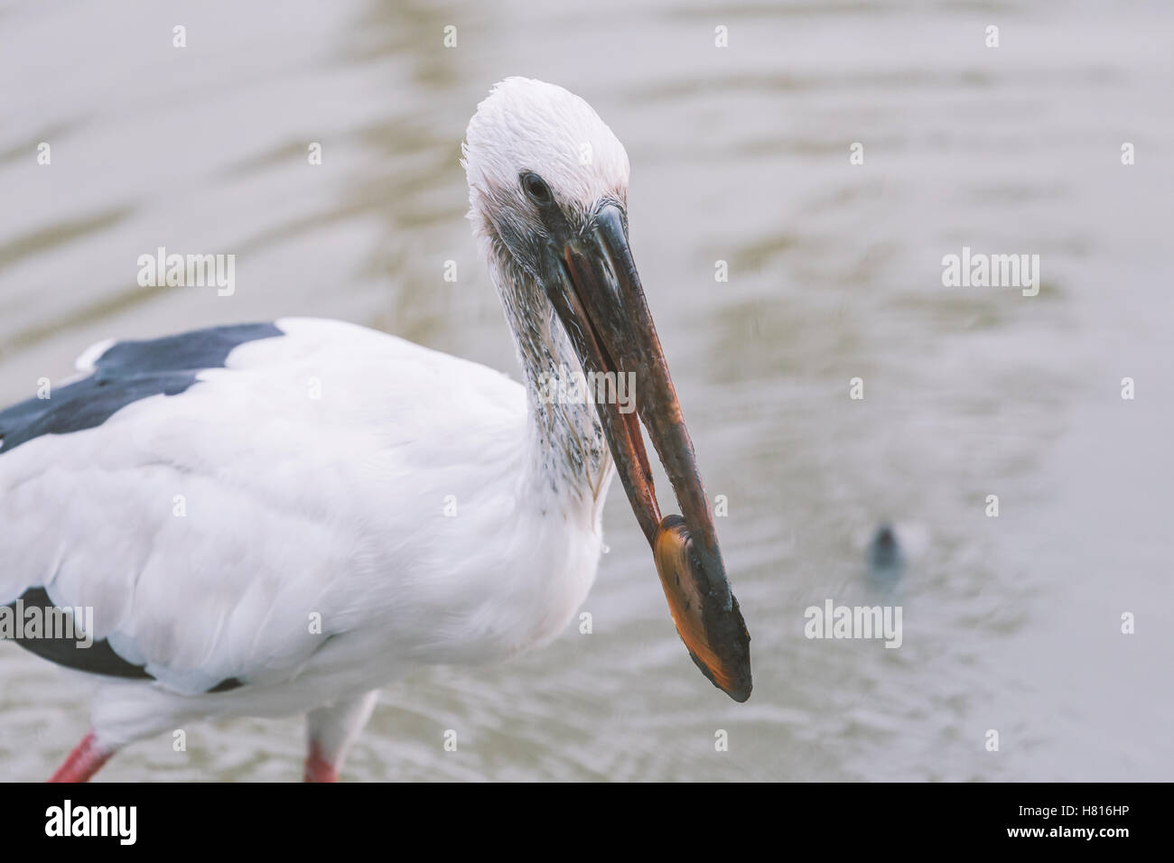 Close focus on head of white bird called Asian Openbill or Open billed ...