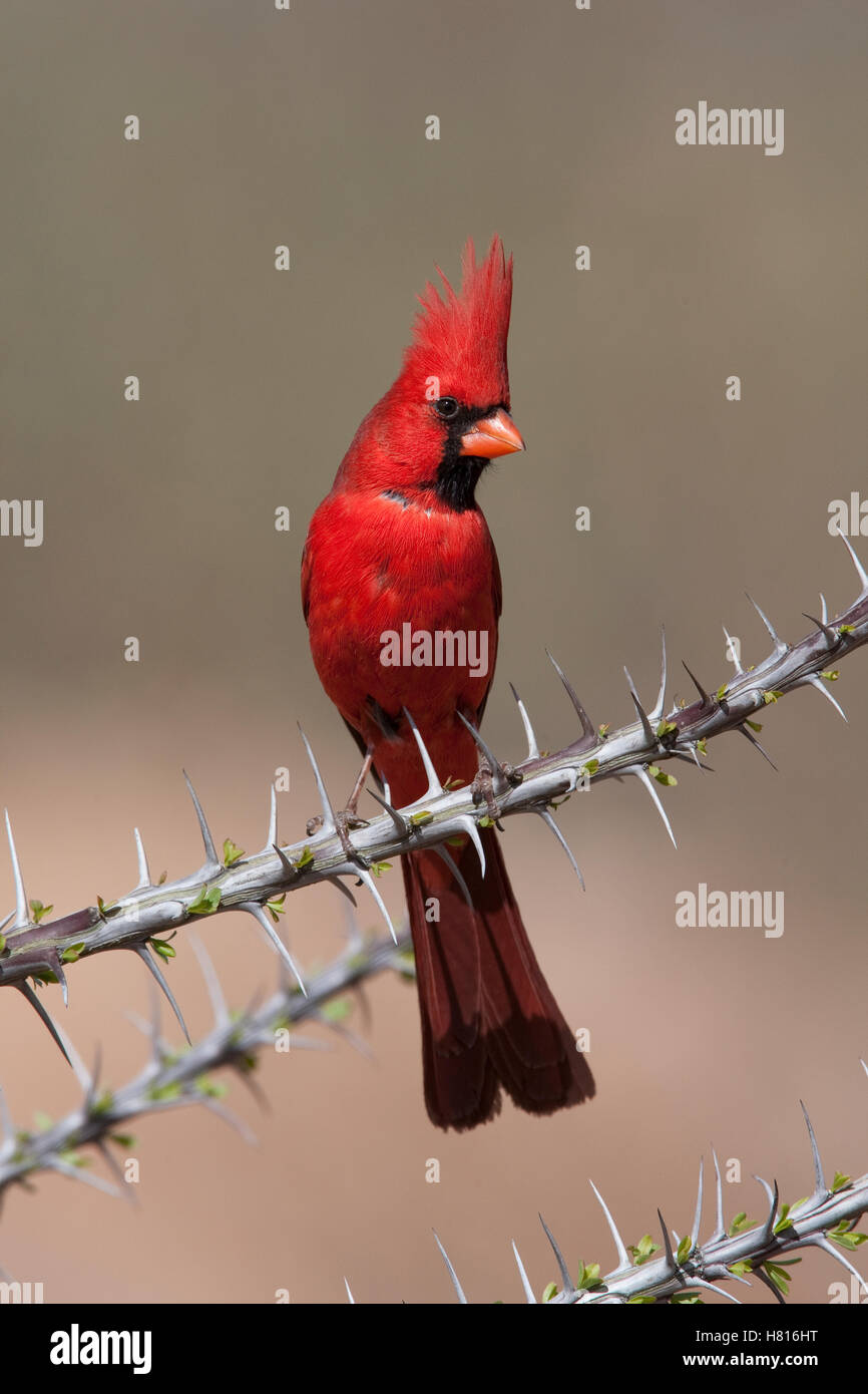 Northern Cardinal (Cardinalis cardinalis) male, Green Valley, Arizona ...