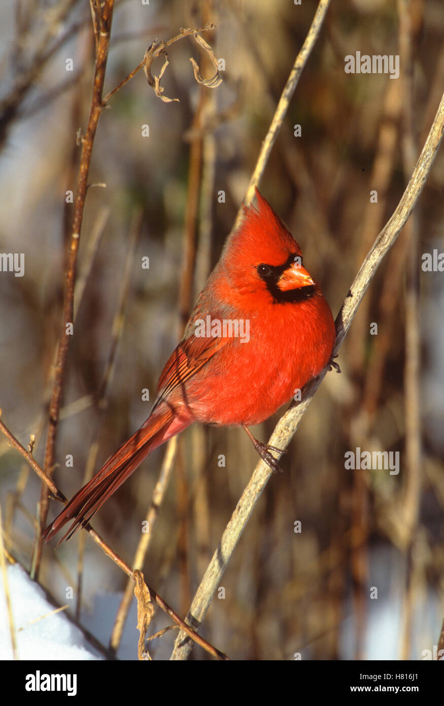 Northern Cardinal (Cardinalis cardinalis) male, Long Island, New York ...
