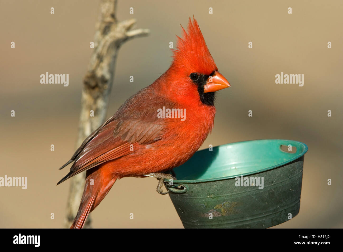 Northern Cardinal (Cardinalis cardinalis) male at feeder, Santa Rita ...