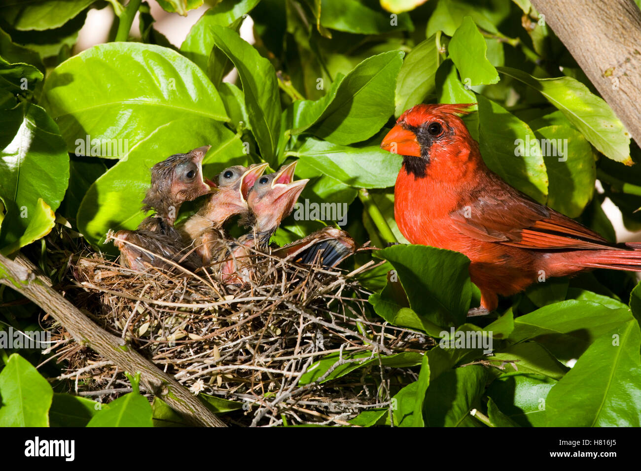 Northern Cardinal (Cardinalis cardinalis) father and chicks in nest ...