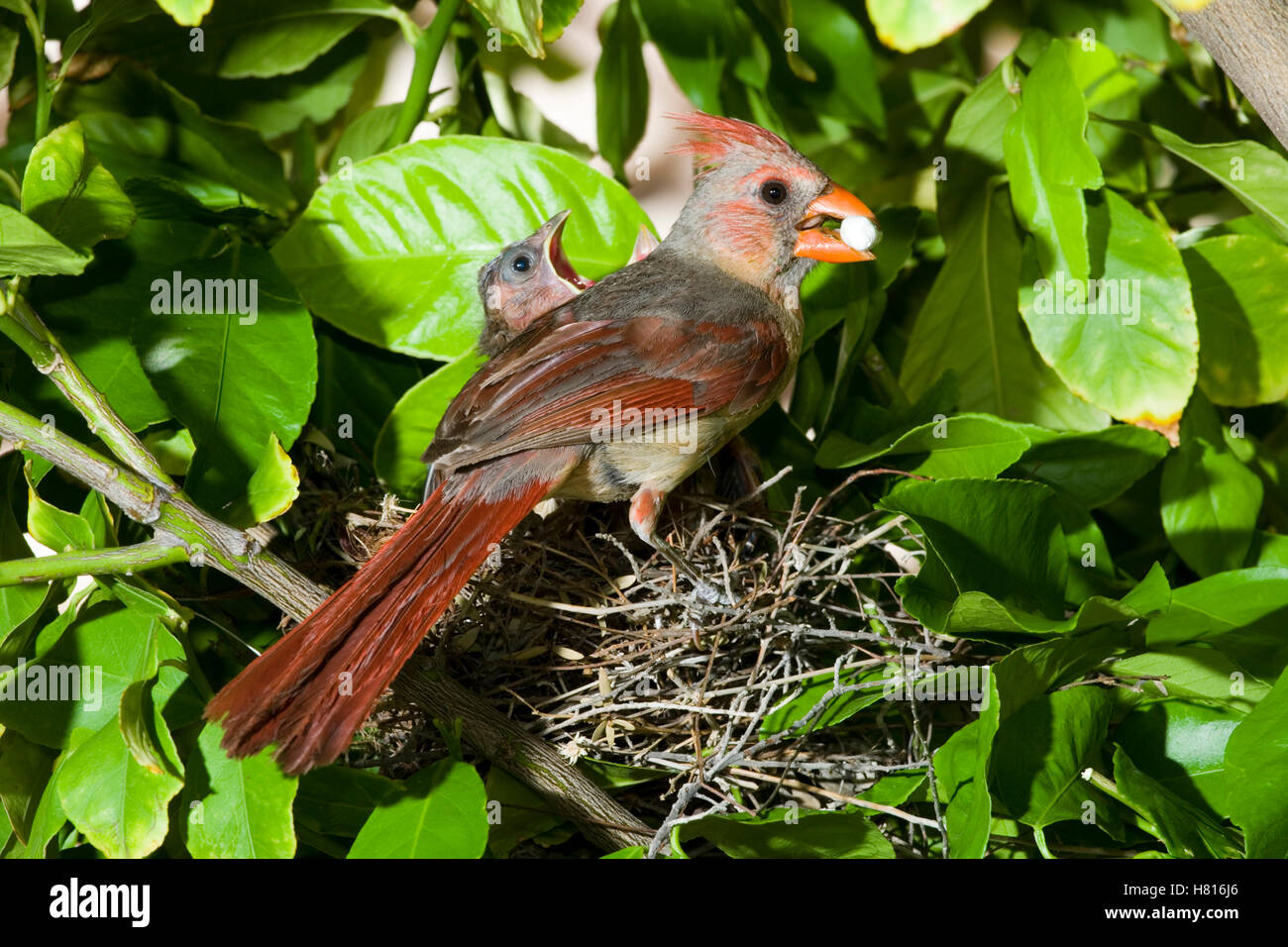 Northern Cardinal (Cardinalis cardinalis) female removing fecal sac ...