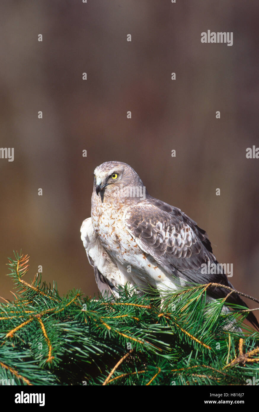Northern Harrier (Circus cyaneus) male, Long Island, New York Stock ...
