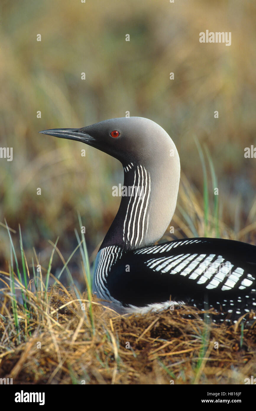 Pacific Loon (Gavia pacifica) in breeding plumage, Churchill, Manitoba ...