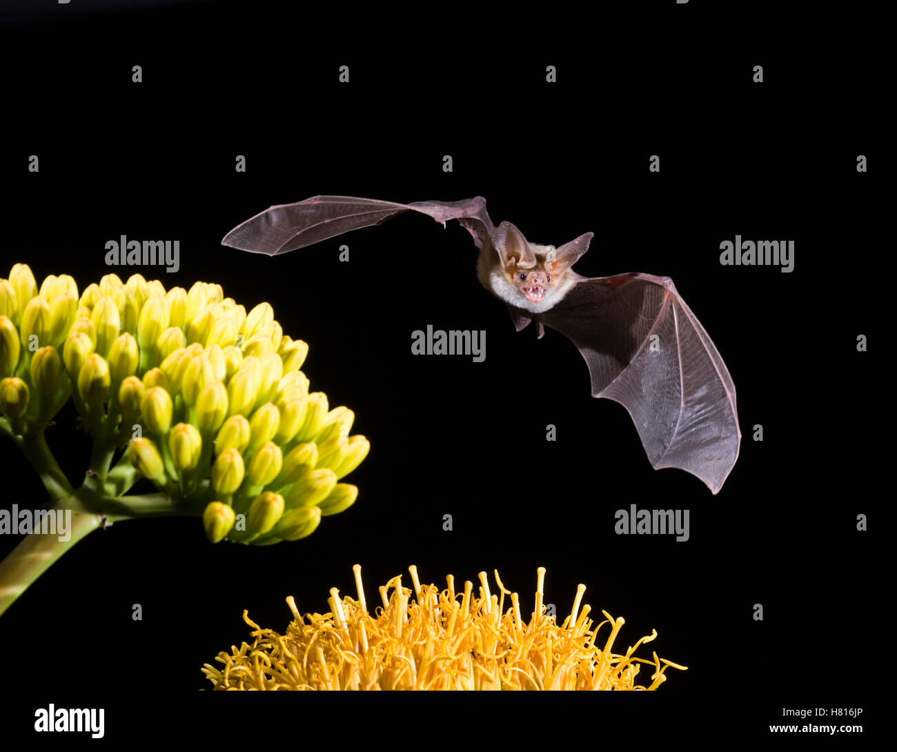 Pallid Bat (Antrozous pallidus) flying, North America Stock Photo - Alamy