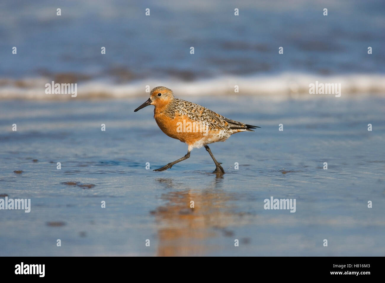 Red Knot (Calidris canutus), South Padre Island, Texas Stock Photo - Alamy