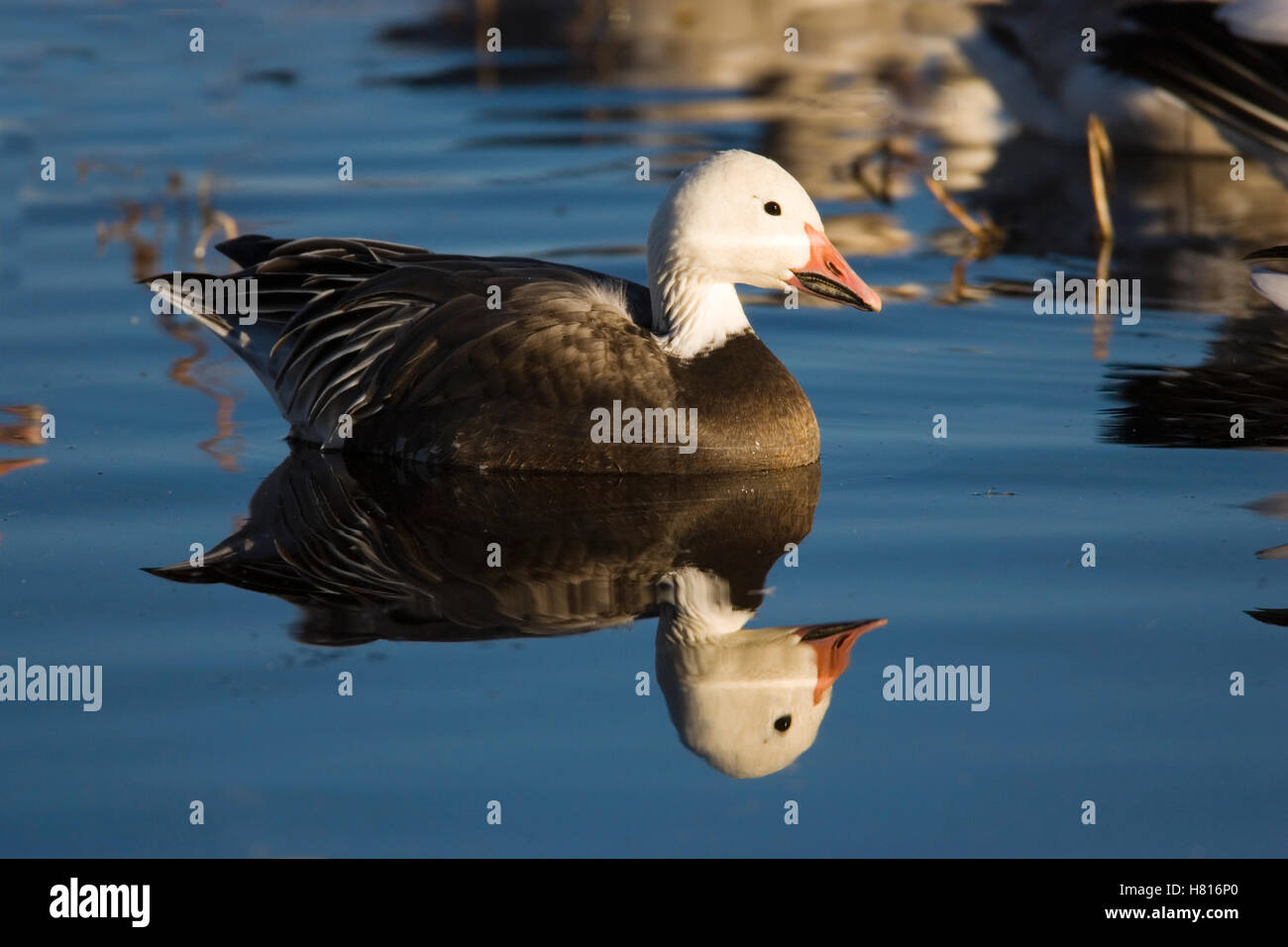 Snow Goose (Chen caerulescens) blue phase, Bosque Del Apache National ...