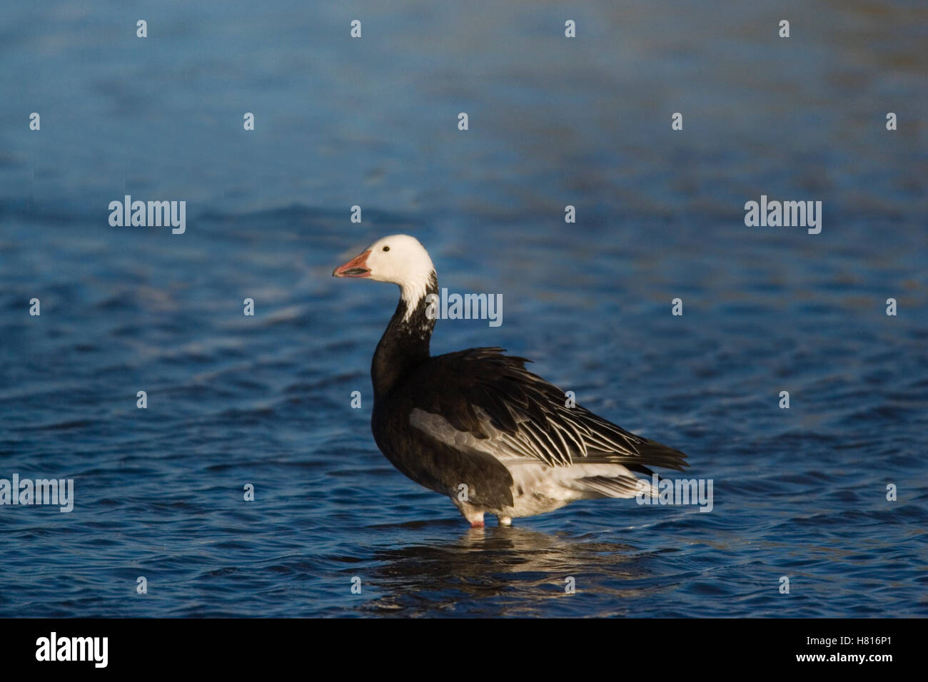Snow Goose (Chen caerulescens) blue phase, Bosque Del Apache National ...