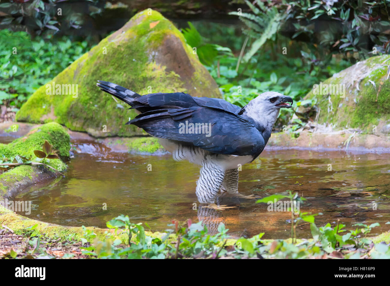 Harpy Eagle (Harpia harpyia) bathing, Brazil Stock Photo - Alamy