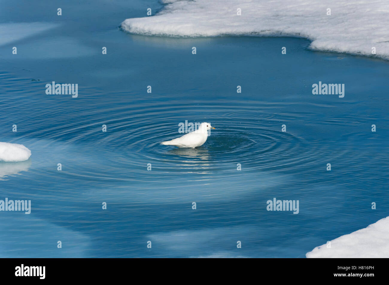 Ivory Gull (Pagophila eburnea), Arctic Ocean 81°N, Svalbard archipelago ...