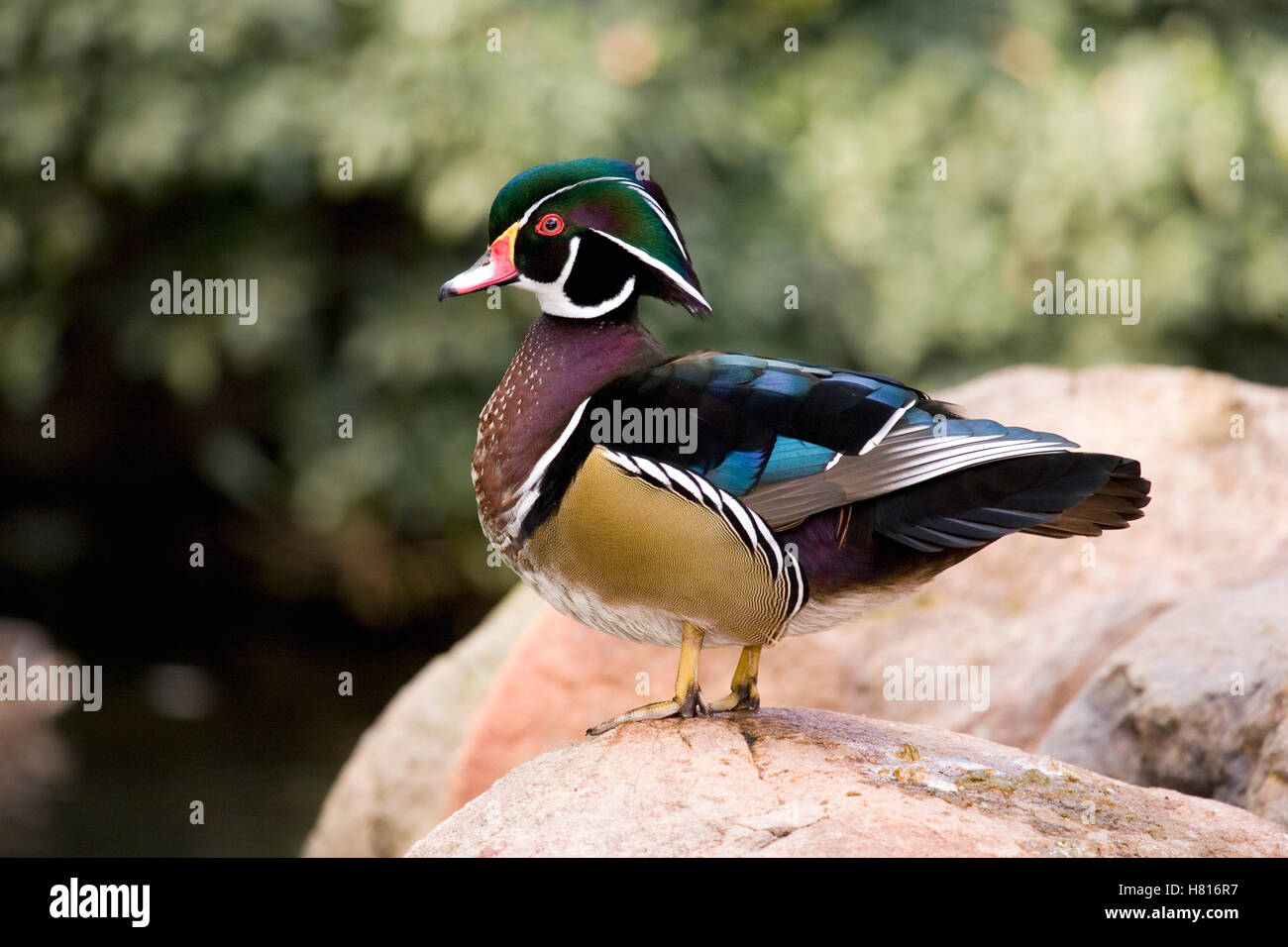 Wood Duck (Aix sponsa) male in breeding plumage, California Stock Photo ...