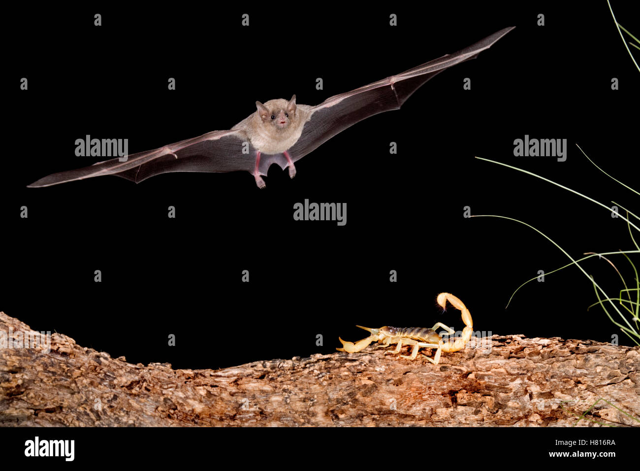 Lesser Long-nosed Bat (Leptonycteris yerbabuenae) approaching scorpion ...